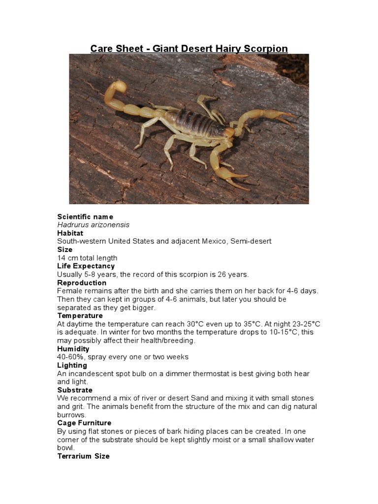 Care Sheet - Giant Desert Hairy Scorpion | Desert | Vivarium