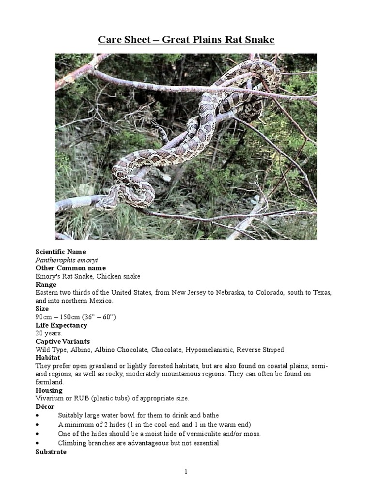 Care Sheet - Great Plains Rat Snake | PDF