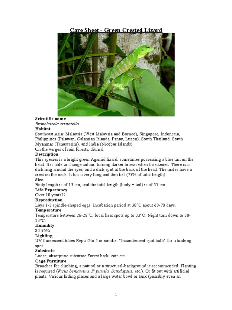 Care Sheet - Green Crested Lizard | Organisms | Nature