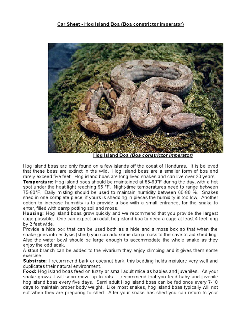 Care Sheet - Hog Island Boa (Boa Constrictor Imperator) | Vivarium | Snake