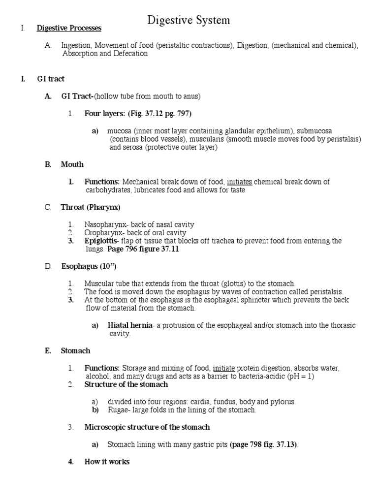 Digestive System | PDF