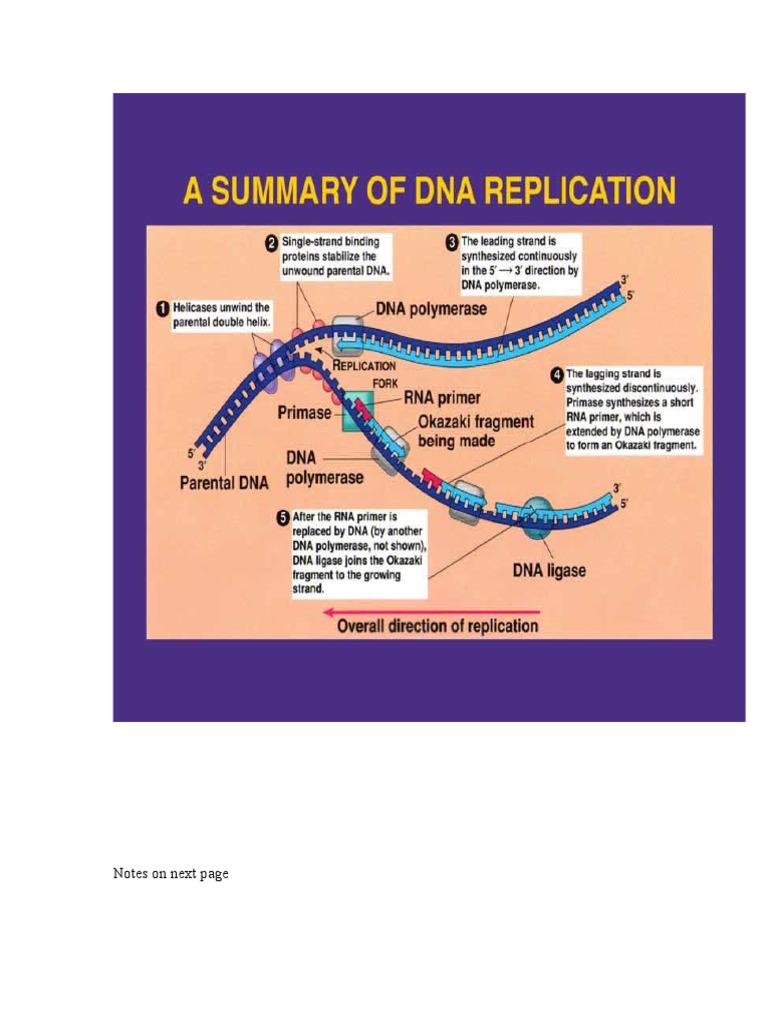 DNA Replication | PDF | Dna Replication | Directionality (Molecular ...