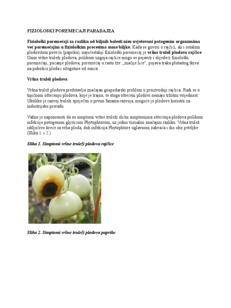 Fizioloski Poremecaji Paradajza | PDF