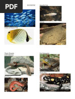 Body/Fin Breeding Chart For Fish Tycoon | PDF | Sharks | Vertebrates