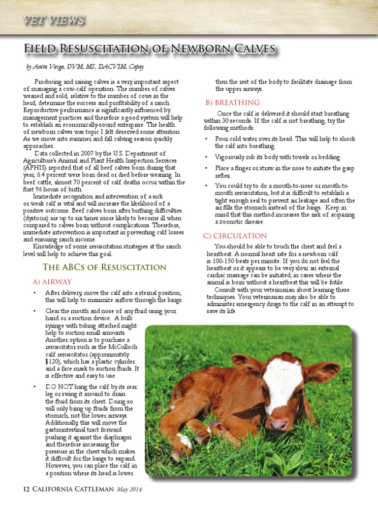 Newborn Calf Resuscitation Guide | PDF | Calf | Cardiopulmonary ...