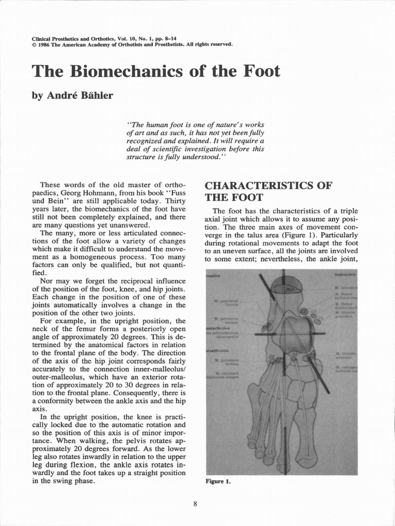 Understanding Foot Biomechanics | PDF | Foot | Anatomical Terms Of Motion