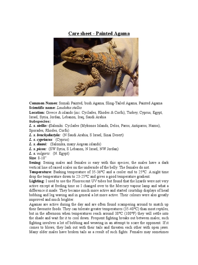 Care Sheet - Painted Agama | Insects | Organisms