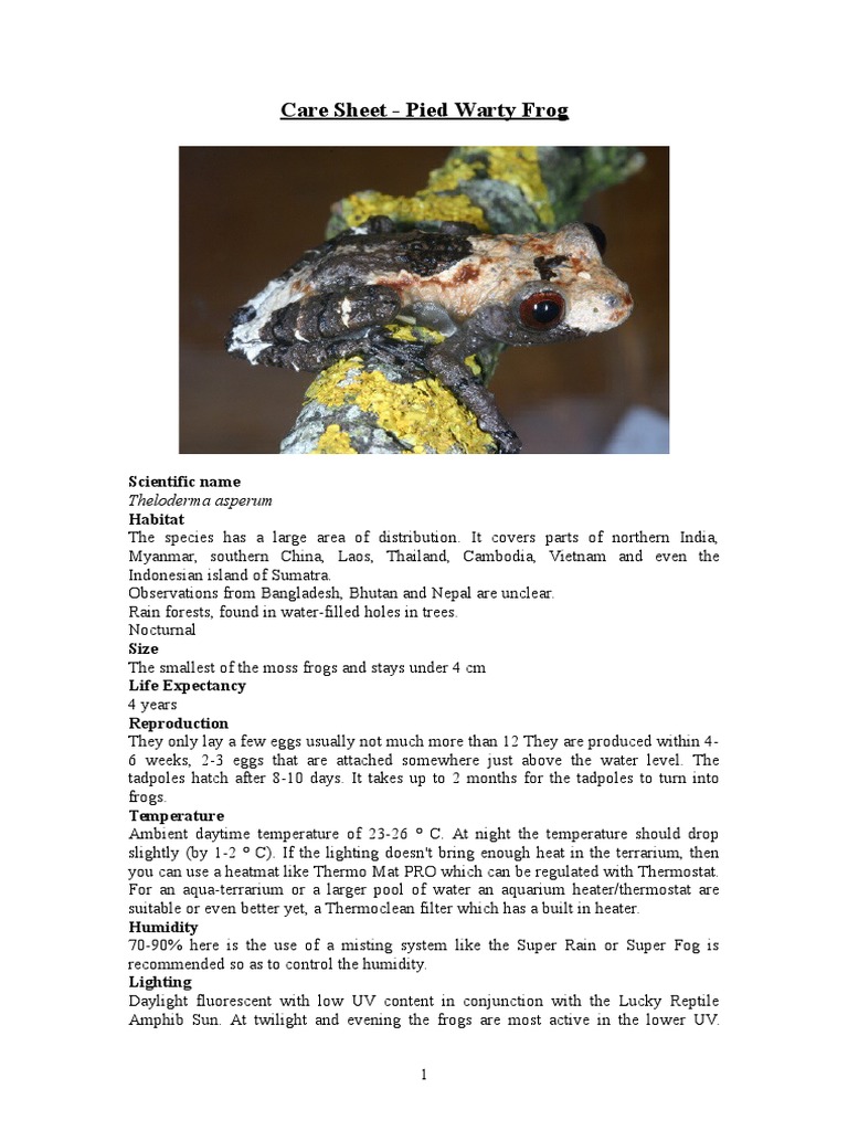 Care Sheet - Pied Warty Frog | PDF | Vivarium | Frog