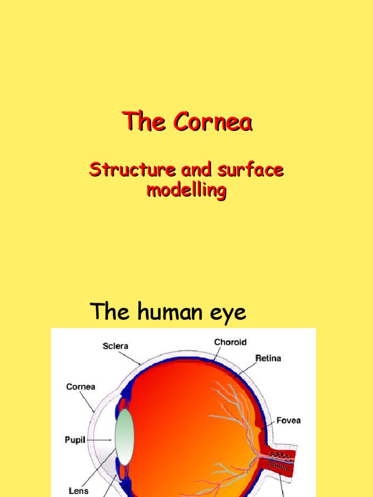 Cornea | PDF | Cornea | Optics