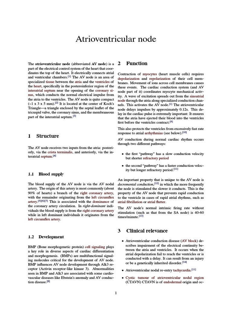 17atrioventricular Node | PDF | Atrium (Heart) | Thorax (Human Anatomy)
