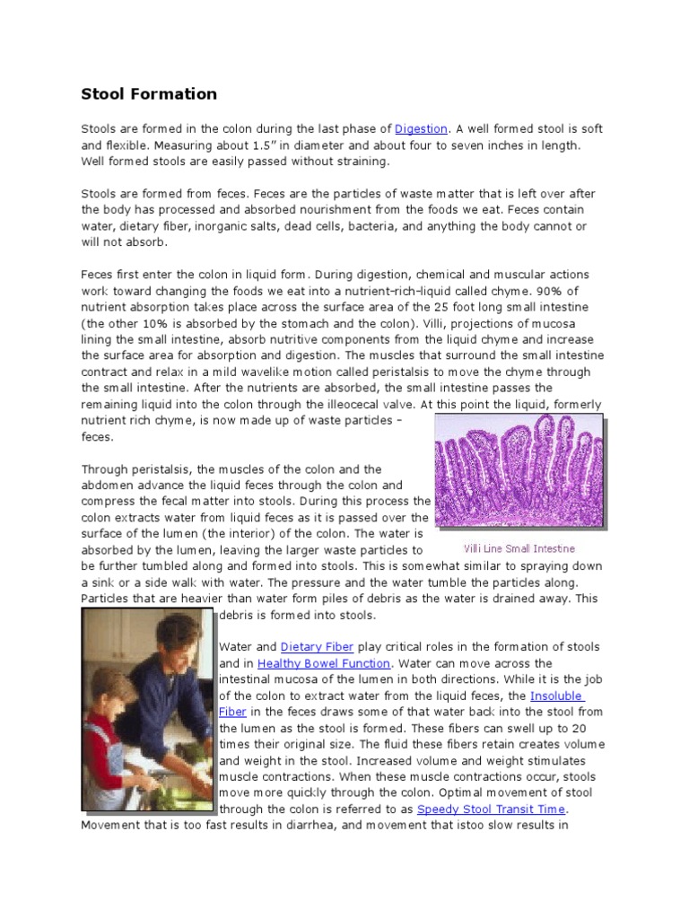 Stool Formation | PDF | Dietary Fiber | Diet & Nutrition