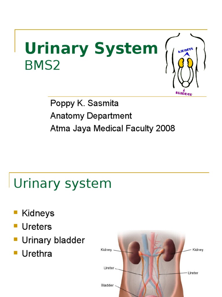 Kidney Anatomy and Location in Men | PDF | Kidney | Urinary Bladder