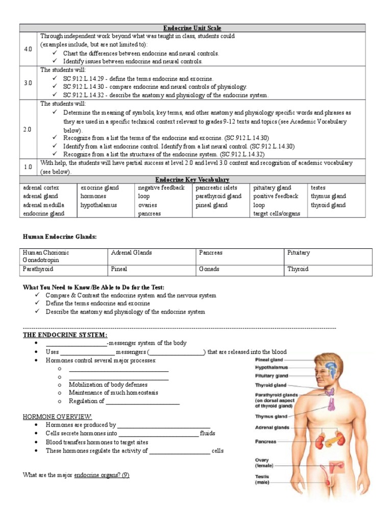 The Endocrine System Study Guide | PDF | Endocrine System | Hormone