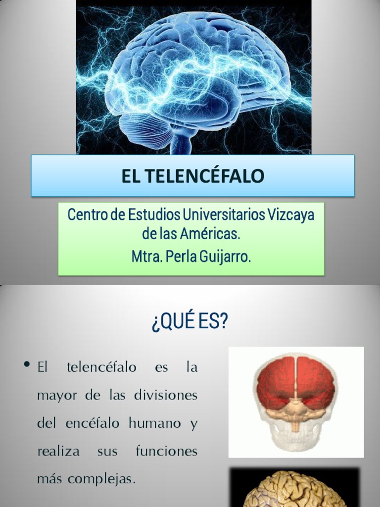 El Telencéfalo | Hemisferio cerebral | Ganglios basales