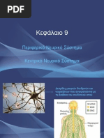 TO ΟΥΡΟΠΟΙΗΤΙΚΟ ΣΥΣΤΗΜΑ-ΑΝΑΤΟΜΙΑ | PDF