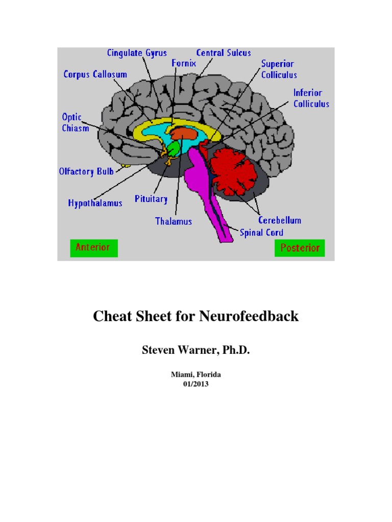 Sts Cheat Sheet of The Brain | PDF | Parietal Lobe | Cingulate Cortex