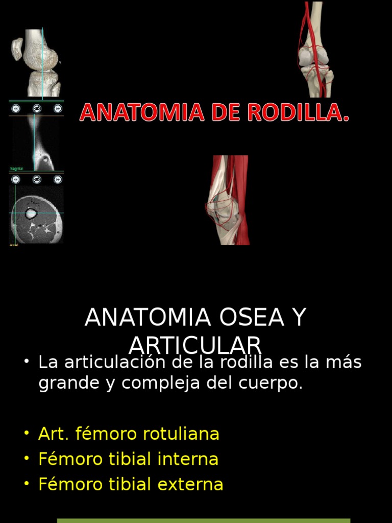 Anatomía de Rodilla | PDF | Rodilla | Tejido suave