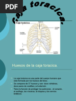 Termogenesis y Termolisis PDF | PDF | Agua | Termorregulación