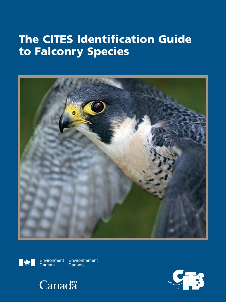 Falconry Guide - Public Edition (SM) | PDF | Falconry | Holarctic Birds