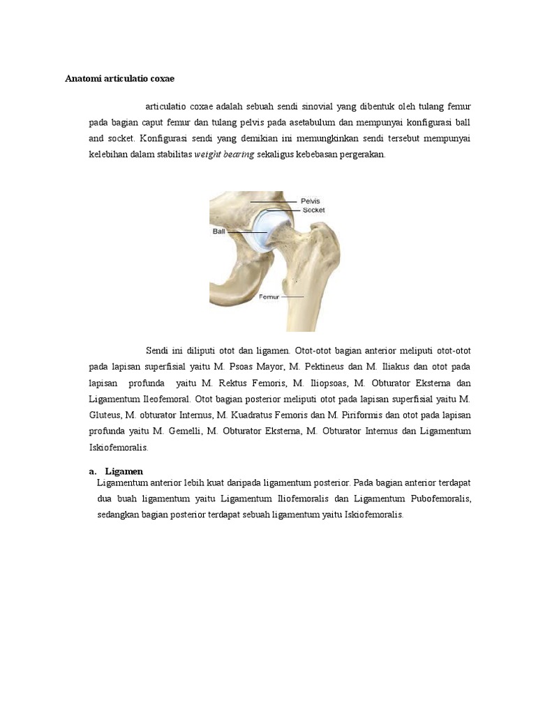 Anatomi dan Vaskularisasi Coxae | PDF