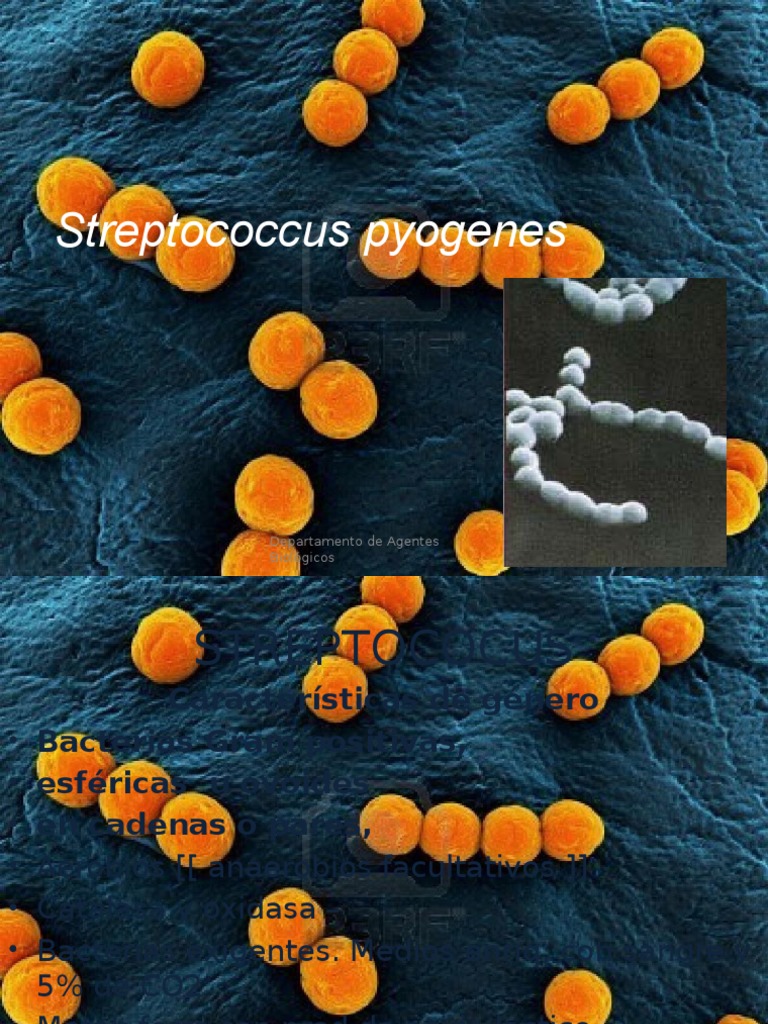 Streptococcus Pyogenes | Estreptococo | Microbiología
