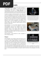 TTE TEE Report Template | PDF