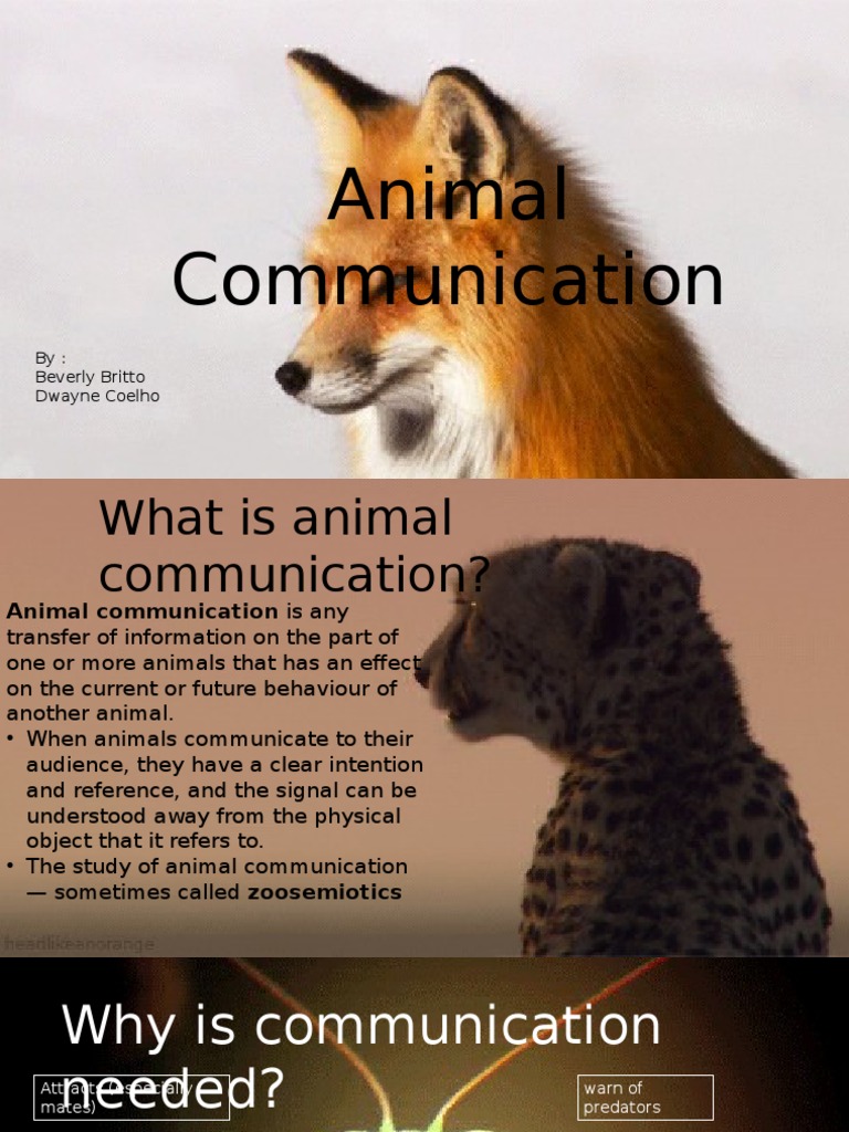 Final Presentation On Animal Communication | PDF | Zoology | Nature