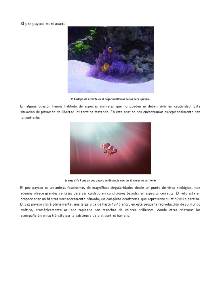 Pez Payaso | PDF | Acuario | Arrecife de coral
