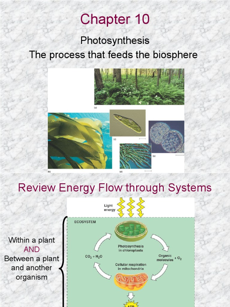 Chapter 10 Photosynthesis | PDF | Photosynthesis | Chloroplast