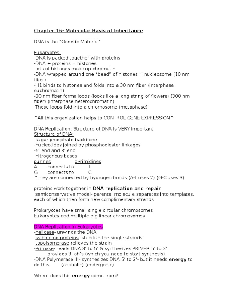 Chapter 16-Molecular Basis of Inheritance | PDF | Dna Replication | Dna