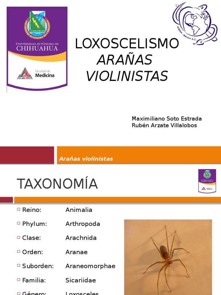 Loxoscelismo: Picaduras y Tratamiento | PDF | Araña | Especialidades ...