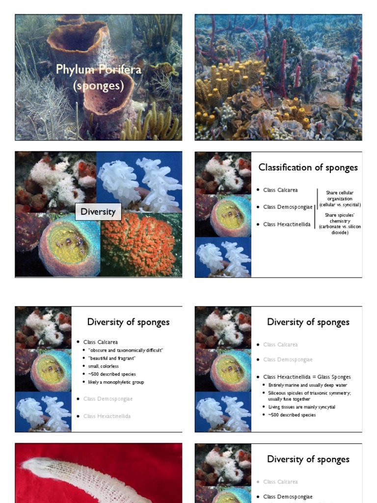 Phylum Porifera by Iowa State University | PDF | Sponge | Aquatic Animals