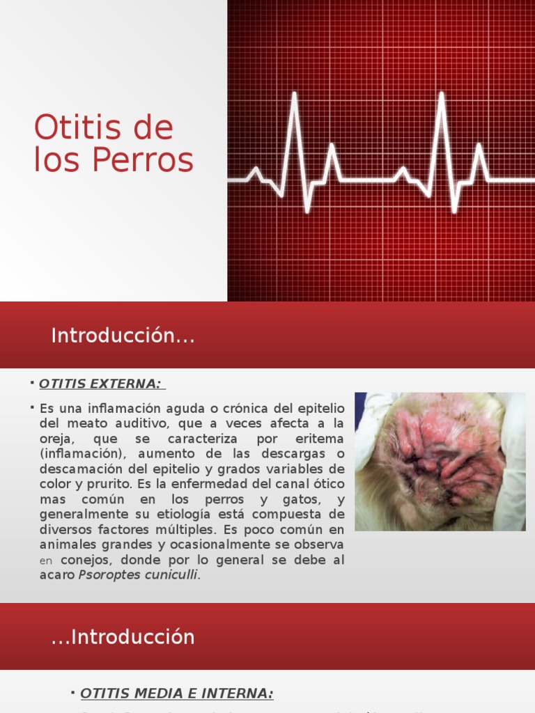 Otitis de Los Perros | Oído | Inflamación