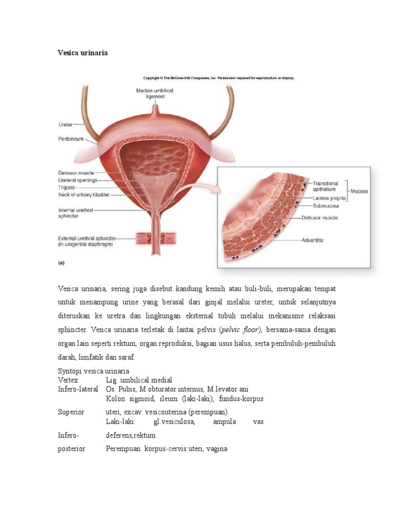 Vesica Urinaria | PDF