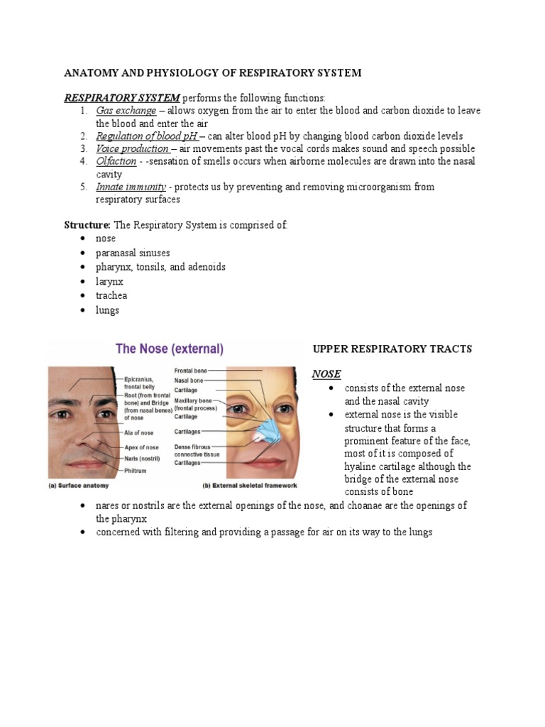 Anatomy and Physiology of Respiratory System | PDF | Respiratory Tract ...