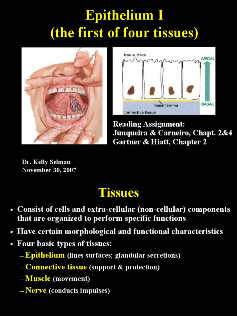 Epithelium I (The First of Four Tissues) : Reading Assignment ...
