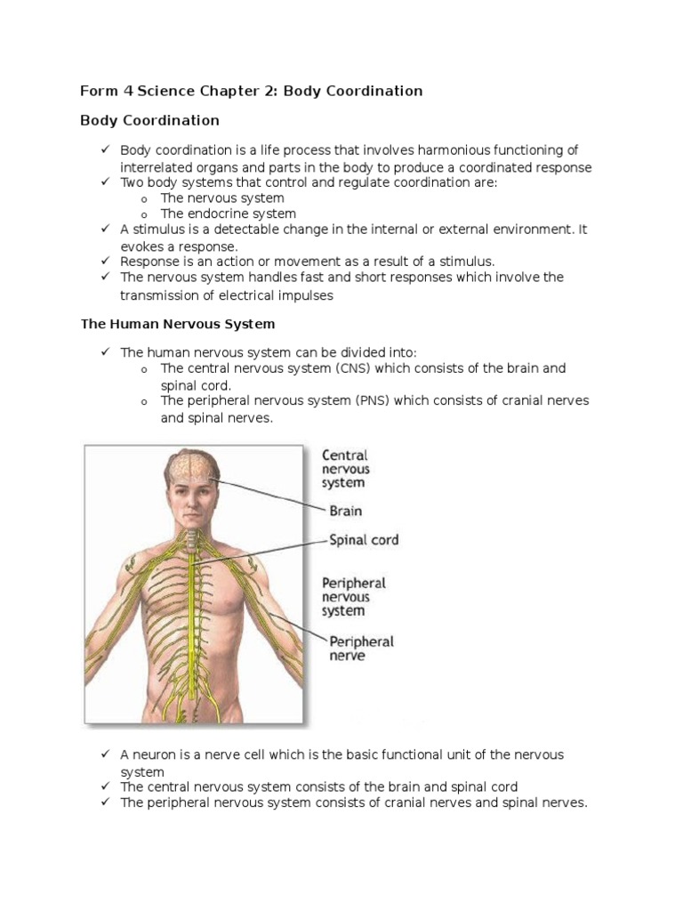 Form 4 Science Chapter 2: Body Coordination (38 | PDF | Nervous System | Axon