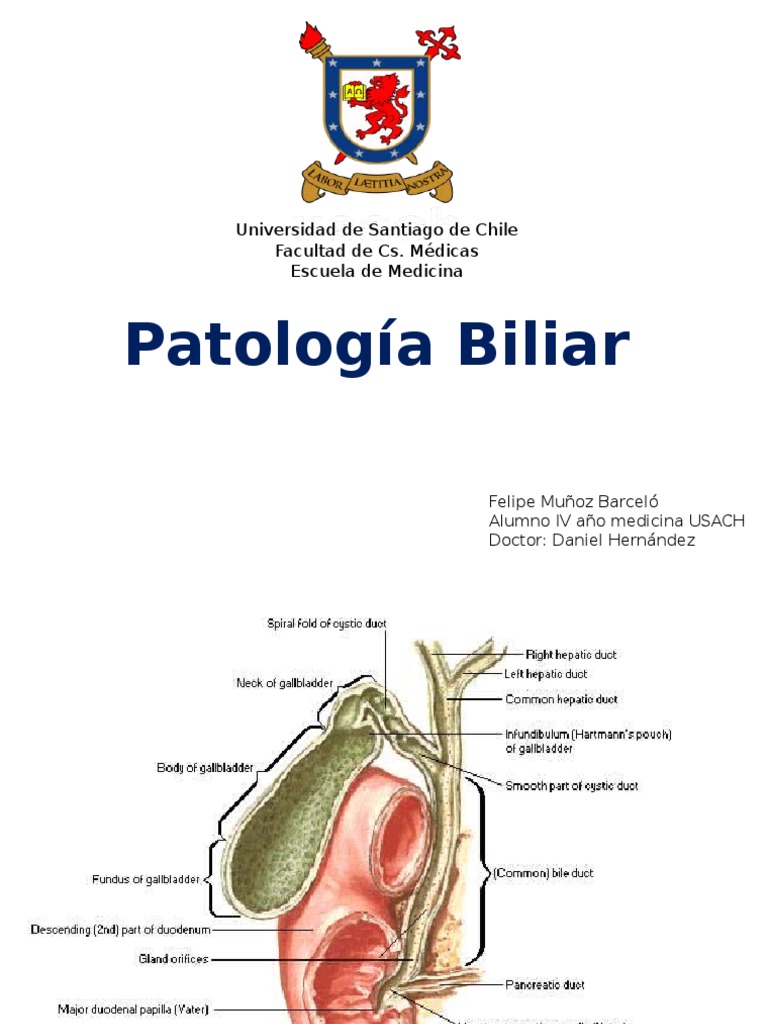 Patologia Biliar | Vesícula biliar | Órgano (anatomía)