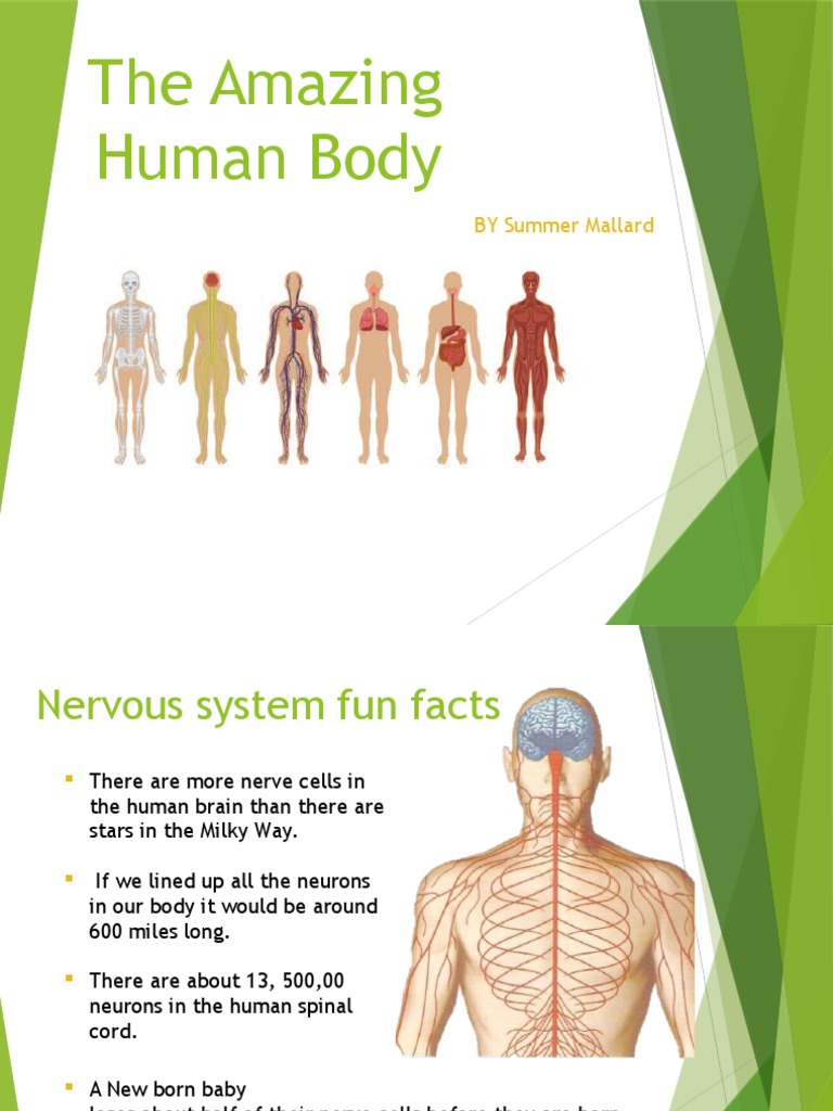 Fascinating Human Body Facts | PDF