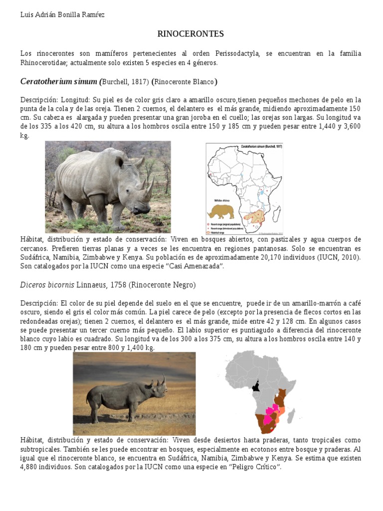 Rinocerontes: Estados de Conservación | PDF | Rinoceronte | Ungulados ...
