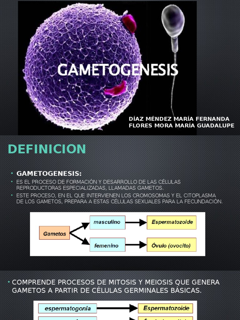 Gametogenesis | PDF | Reproducción | Reproducción humana
