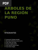 Ichu | PDF | Plantas | Horticultura y jardinería