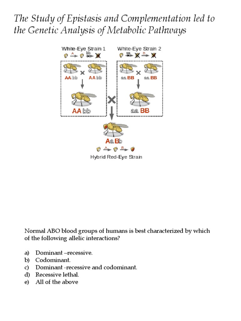 The Study of Epistasis and Complementation Led To The Genetic Analysis ...