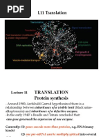 Snorks Activity Revised | PDF | Translation (Biology) | Gene