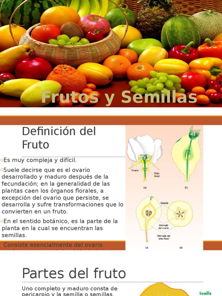 Frutos y Semillas | PDF | Fruta | Germinación