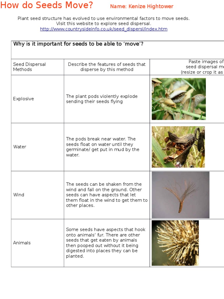 Seed Dispersal | PDF | Seed | Plant Reproduction