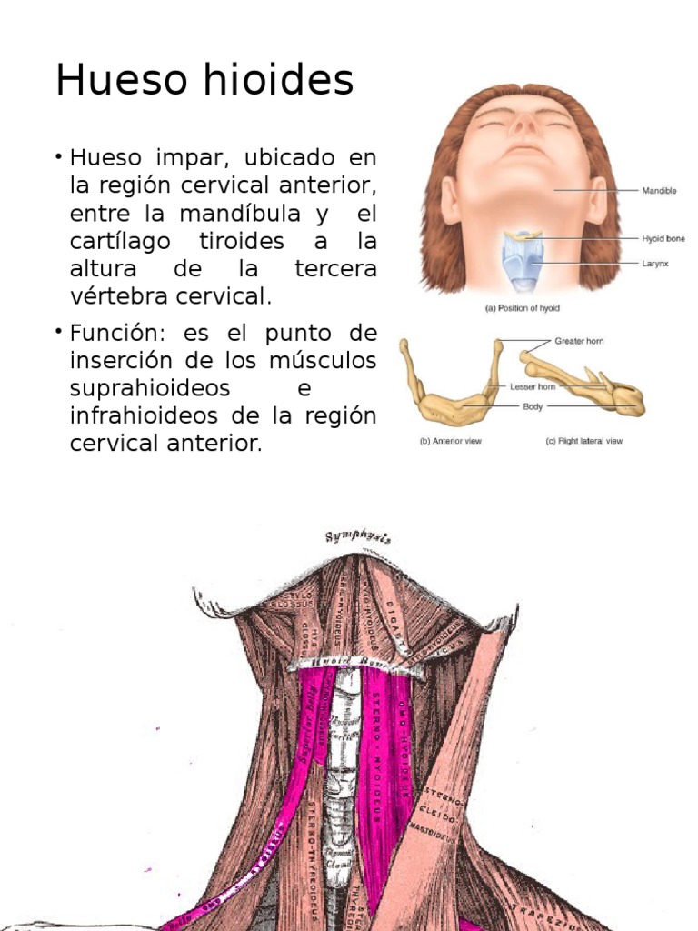 Hueso Hioides Anatomía | Huesos: anatomía, función, tipos y ...