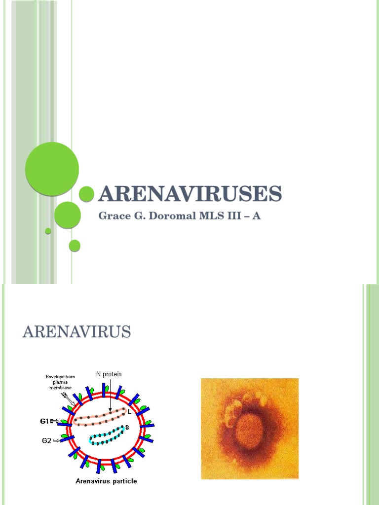 Arenavirus Report | PDF | Virus | Animal Viral Diseases