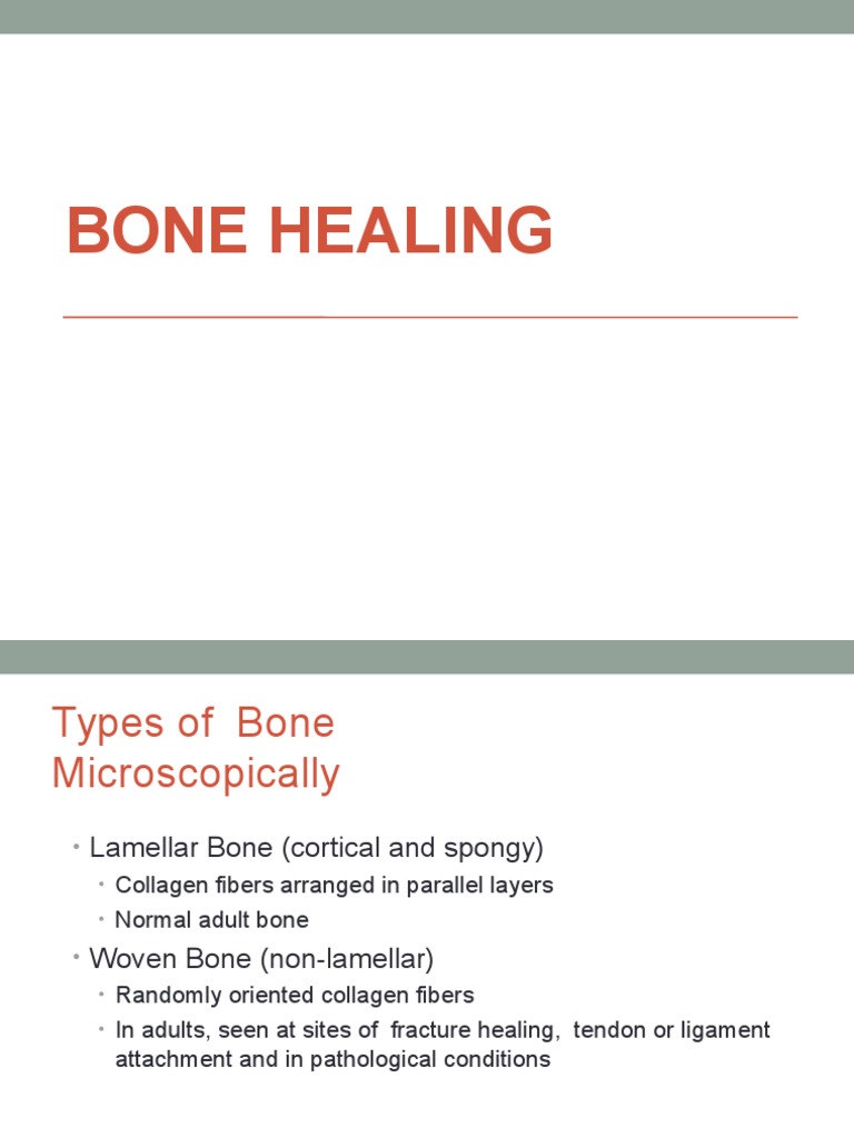 Bone Healing | PDF | Bone | Skeletal System