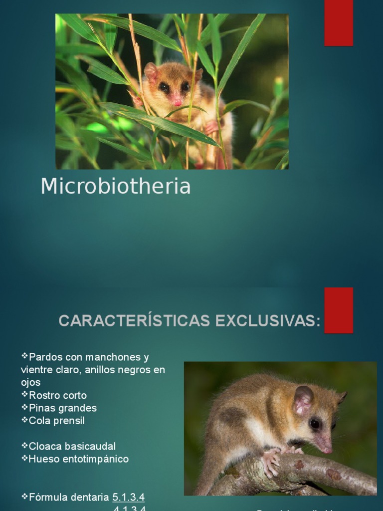 Microbiotheria | PDF